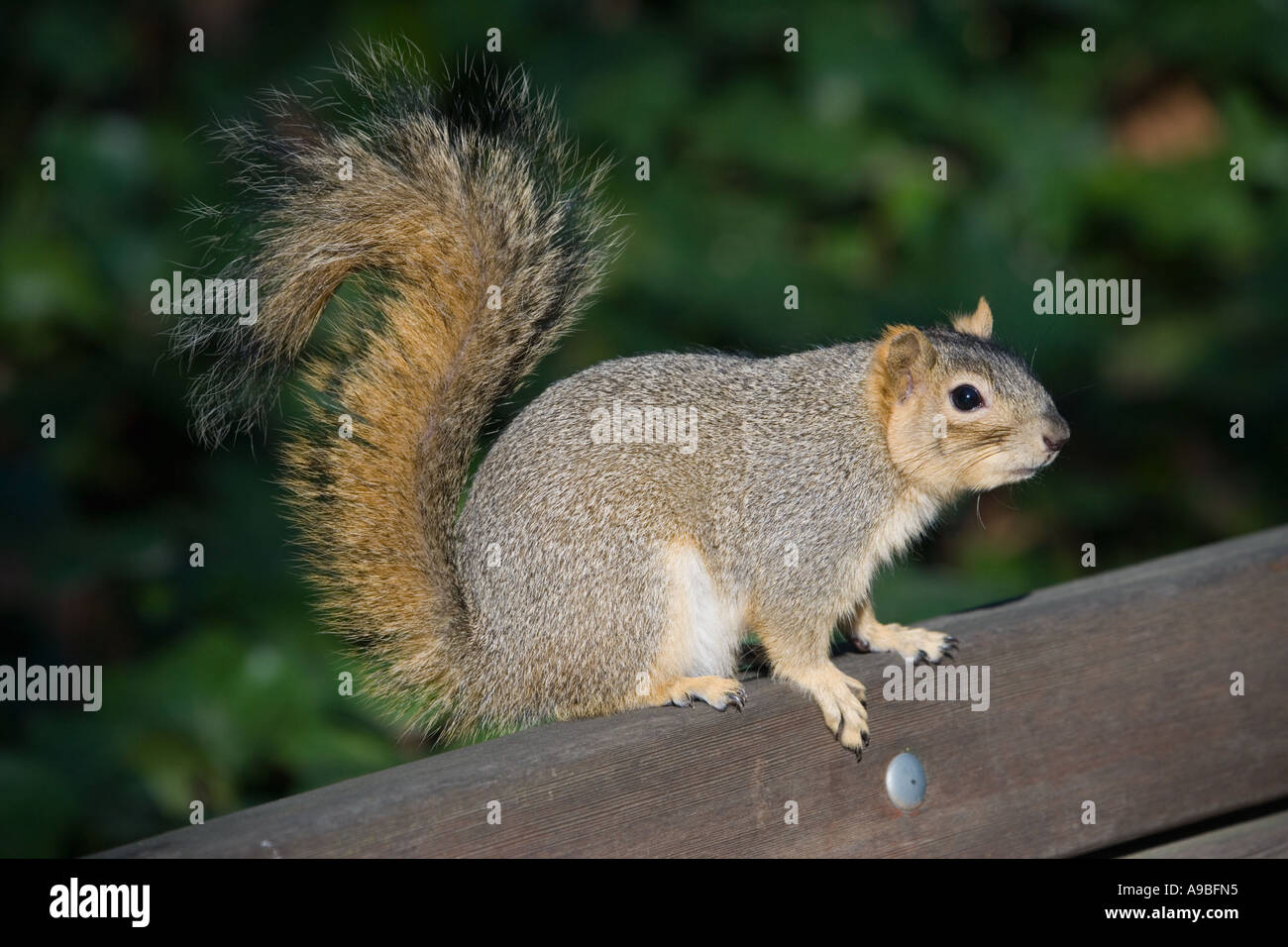 Squirrel on park bench Stock Photo - Alamy