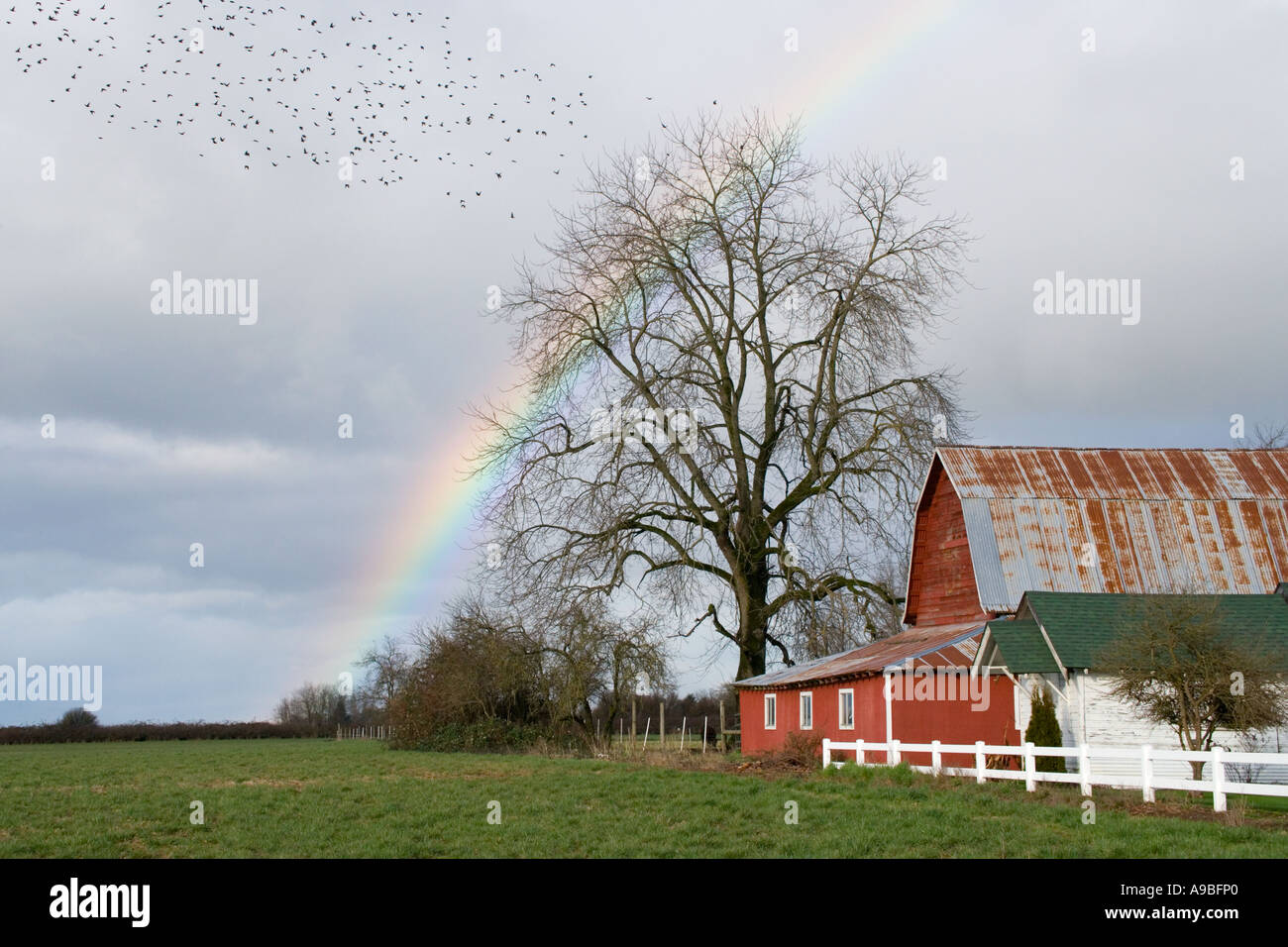 Pastoral scene with barn, rainbow and flock of birds Stock Photo - Alamy