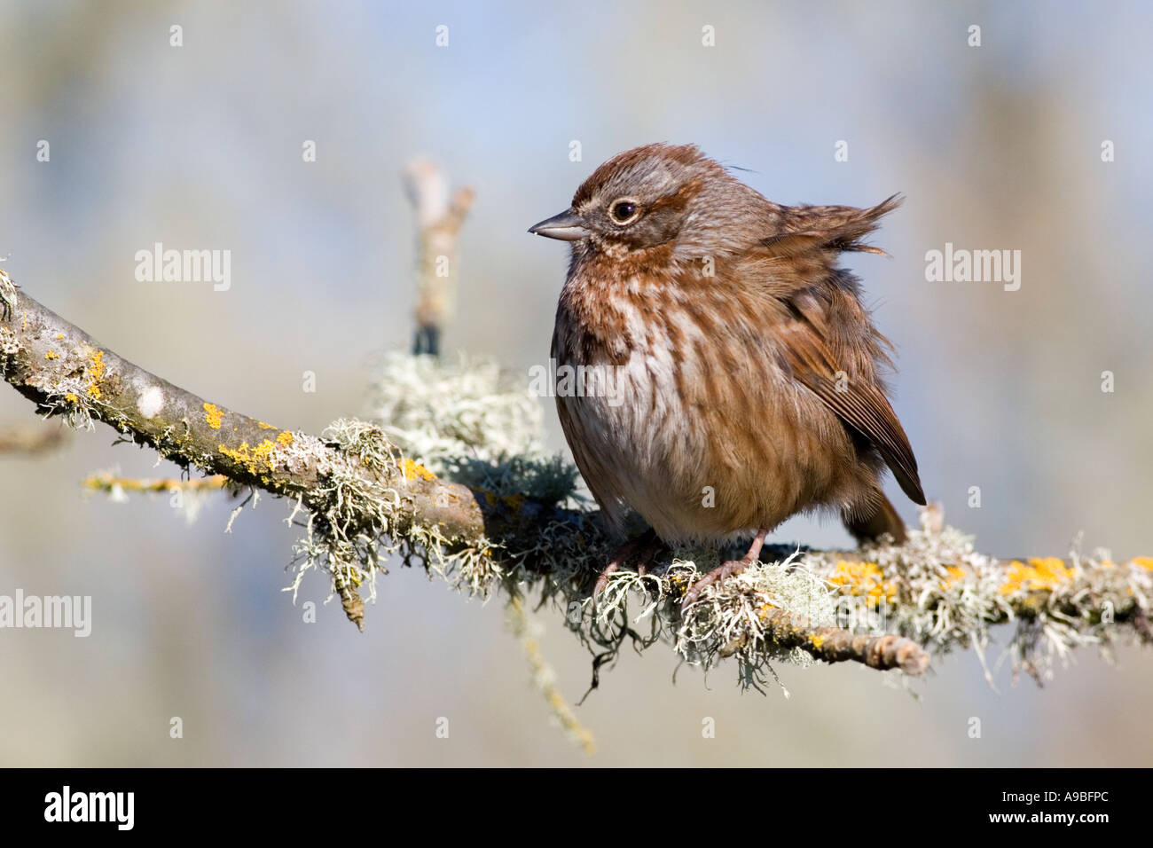 Song Sparrow, Melospiza melodia, sitting on a branch bracing against ...
