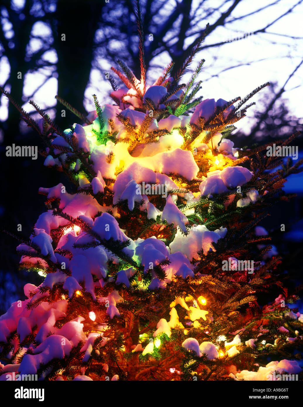 Real xmas tree outside hi-res stock photography and images - Alamy