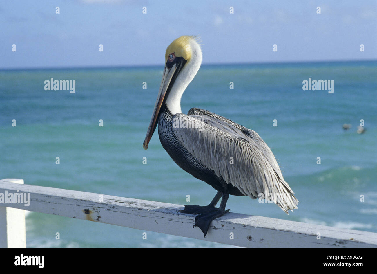 Florida, pier in Miami Beach, Pelican Stock Photo - Alamy