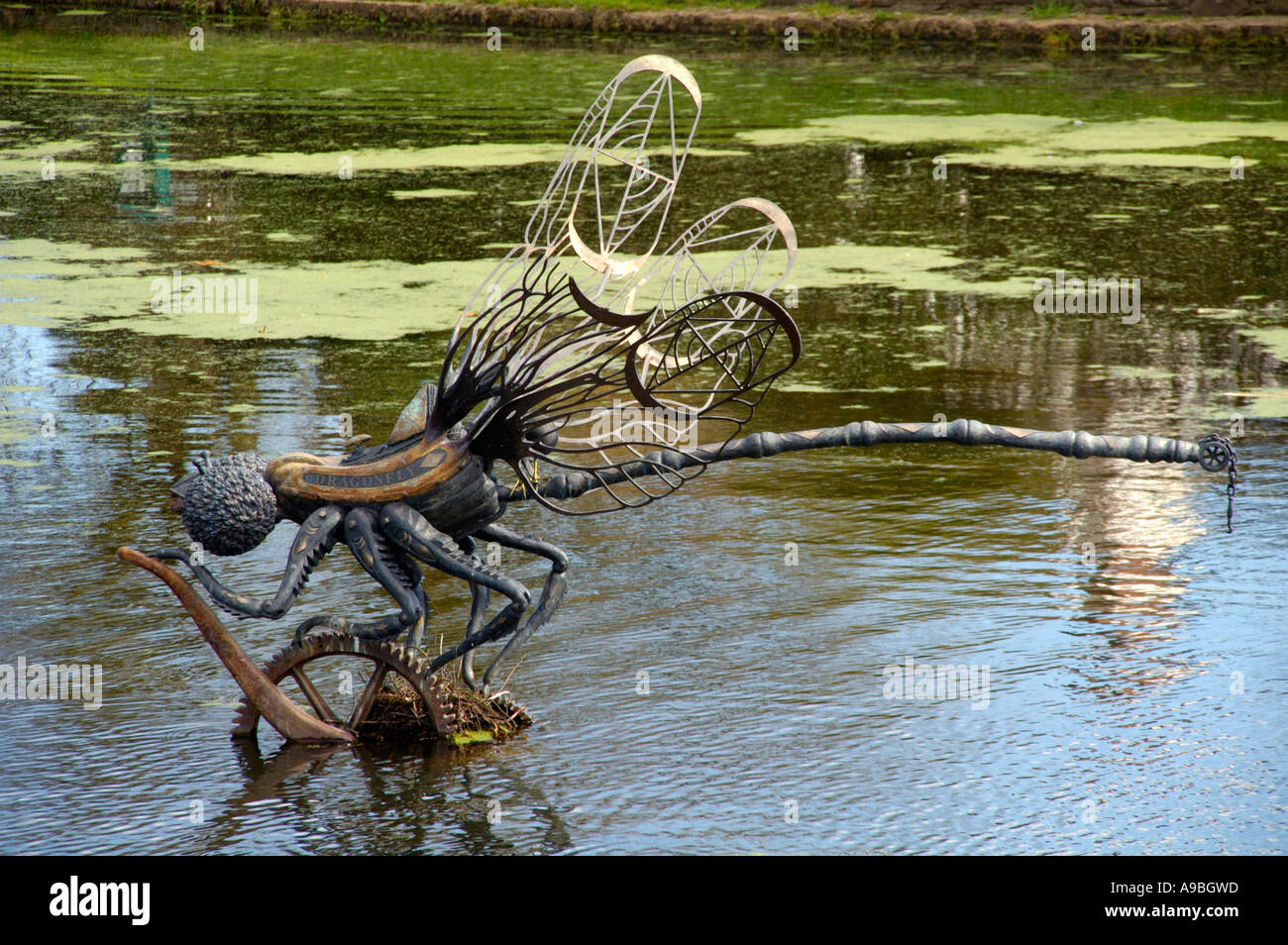 Dragon fly by canal water uk hi-res stock photography and images - Alamy