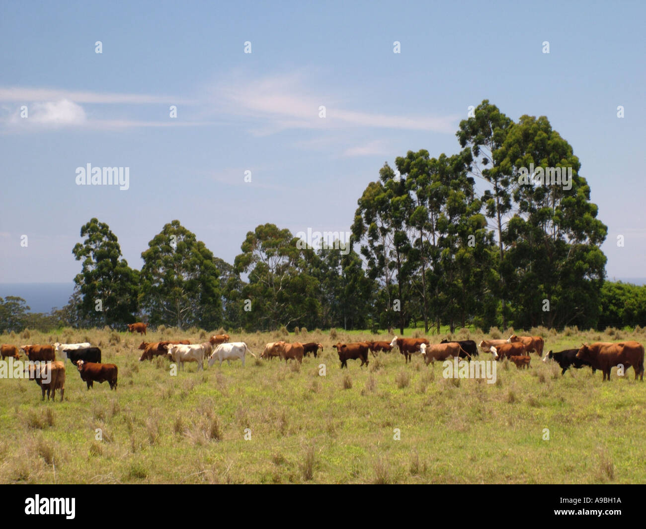 North american cattle ranches hi-res stock photography and images - Alamy