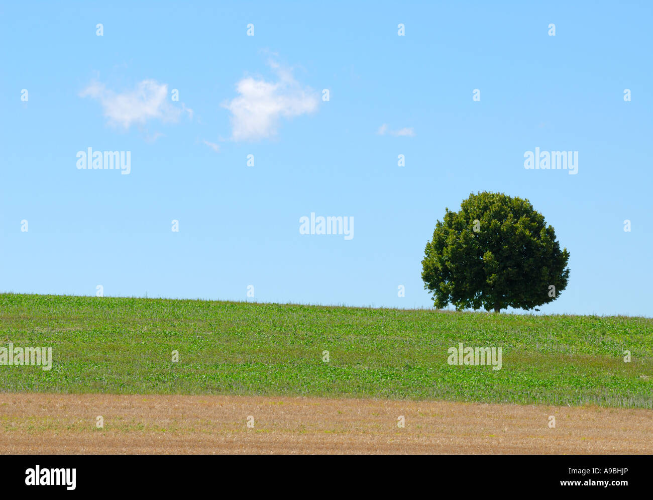 Fields with single tree under a blue summer sky Stock Photo - Alamy