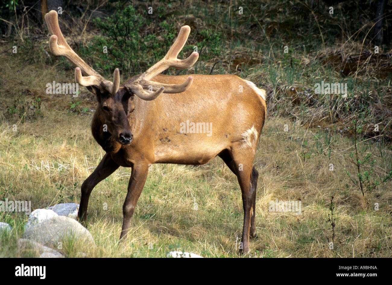 Grazing elk .British Columbia North America Stock Photo - Alamy