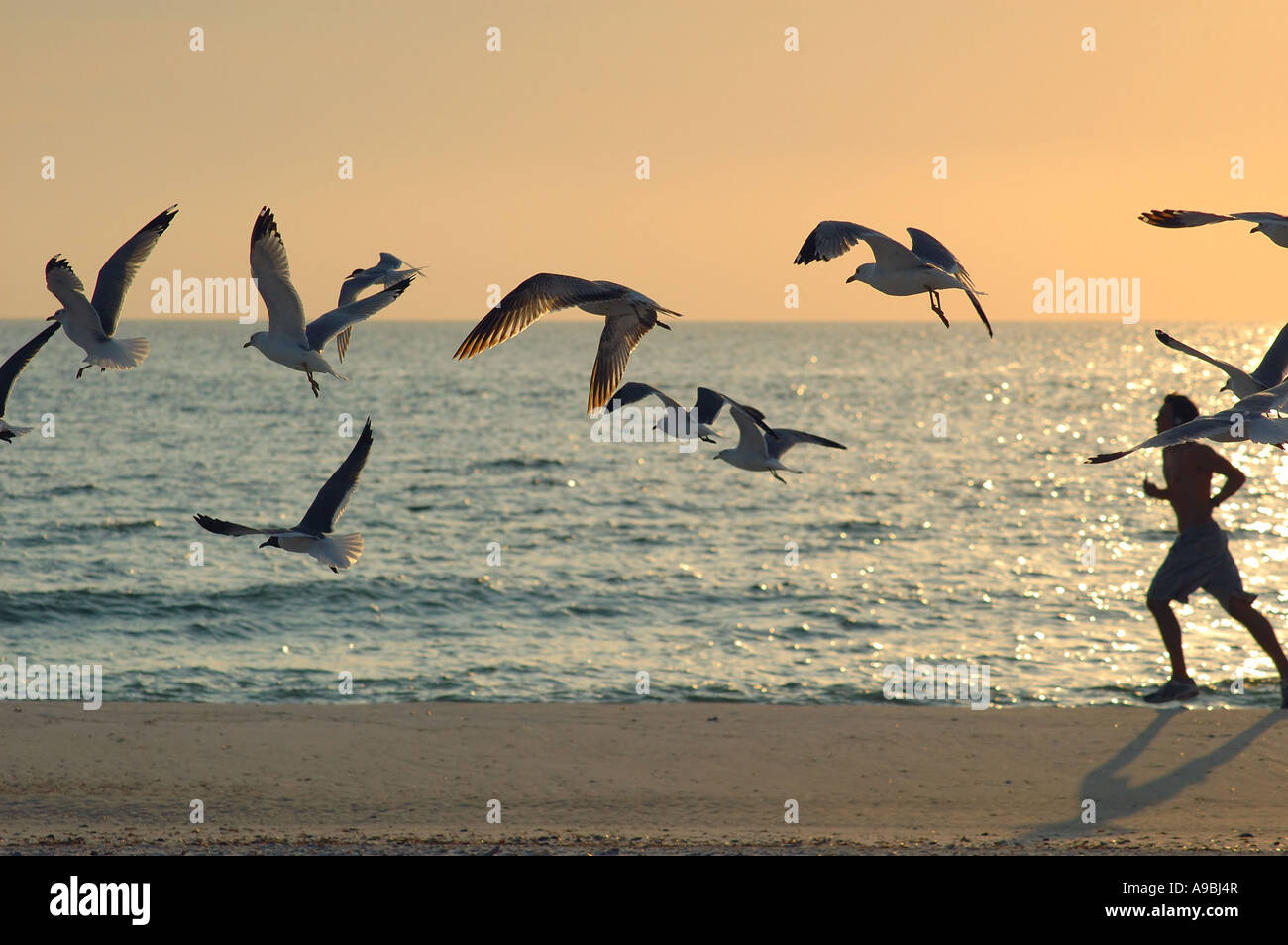 Man running in a beach with seagulls fliying Stock Photo - Alamy
