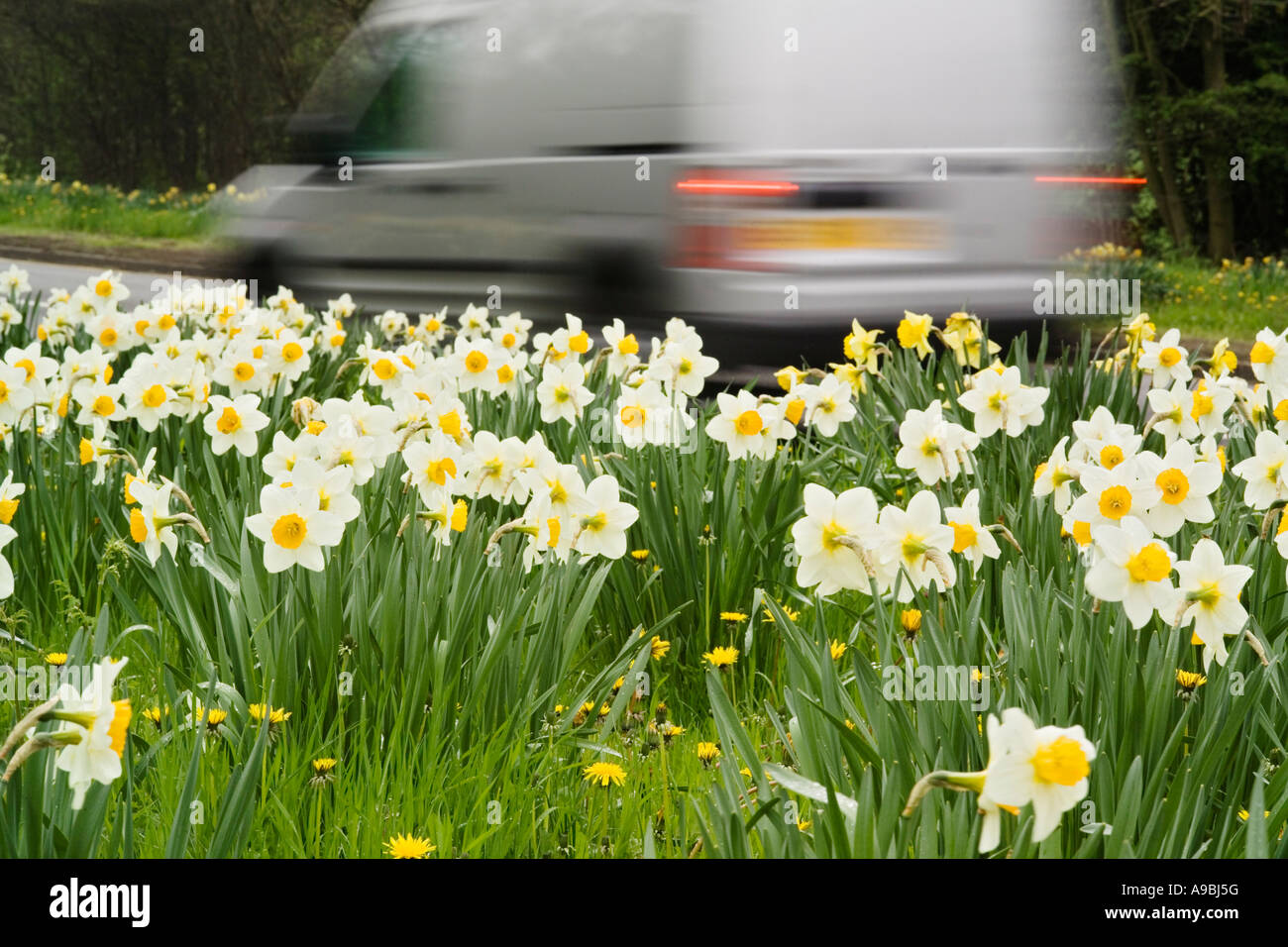 Daffodils in Spring with vehicle or van driving past at speed Stock ...