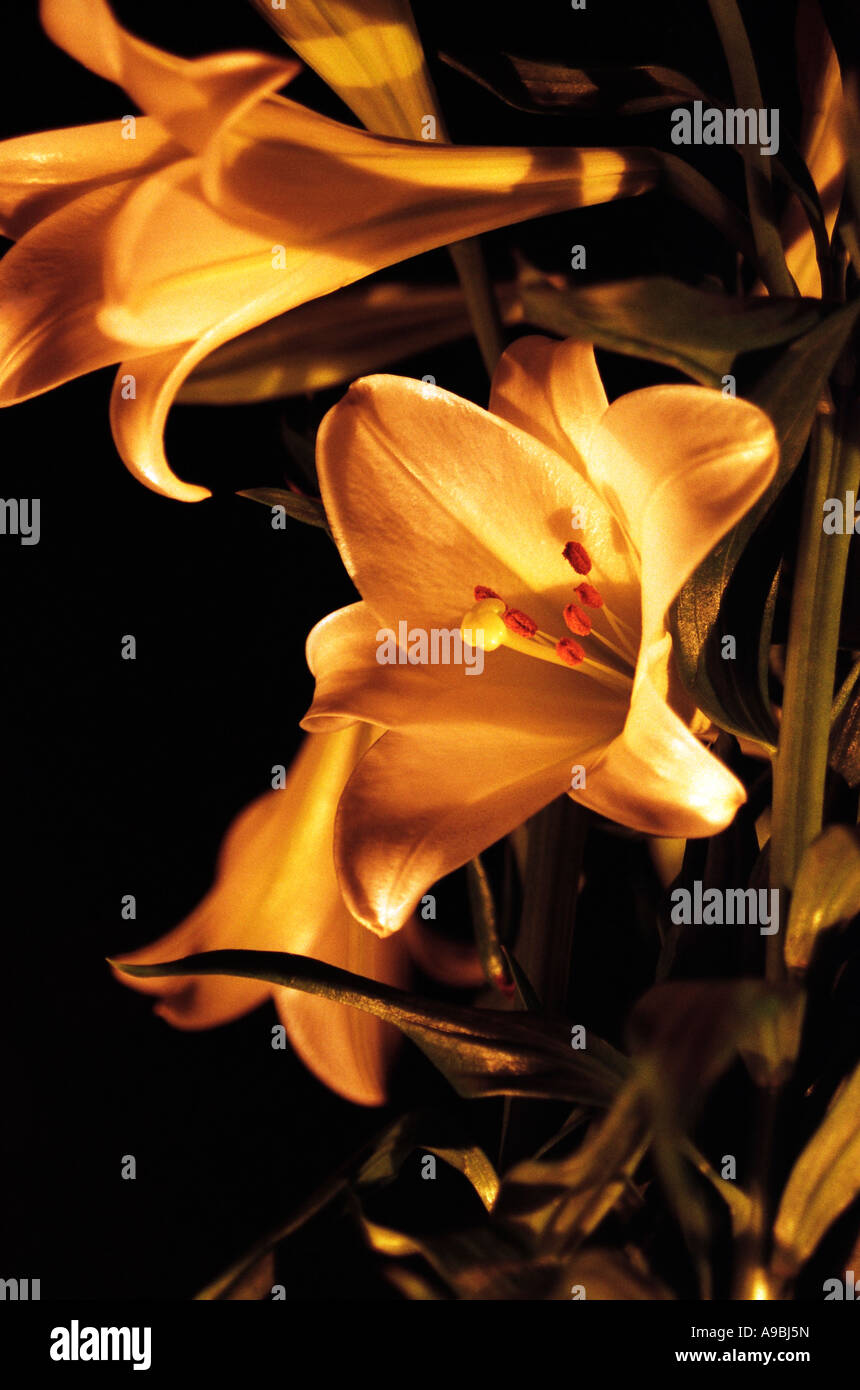 St Joseph's lily Stock Photo - Alamy