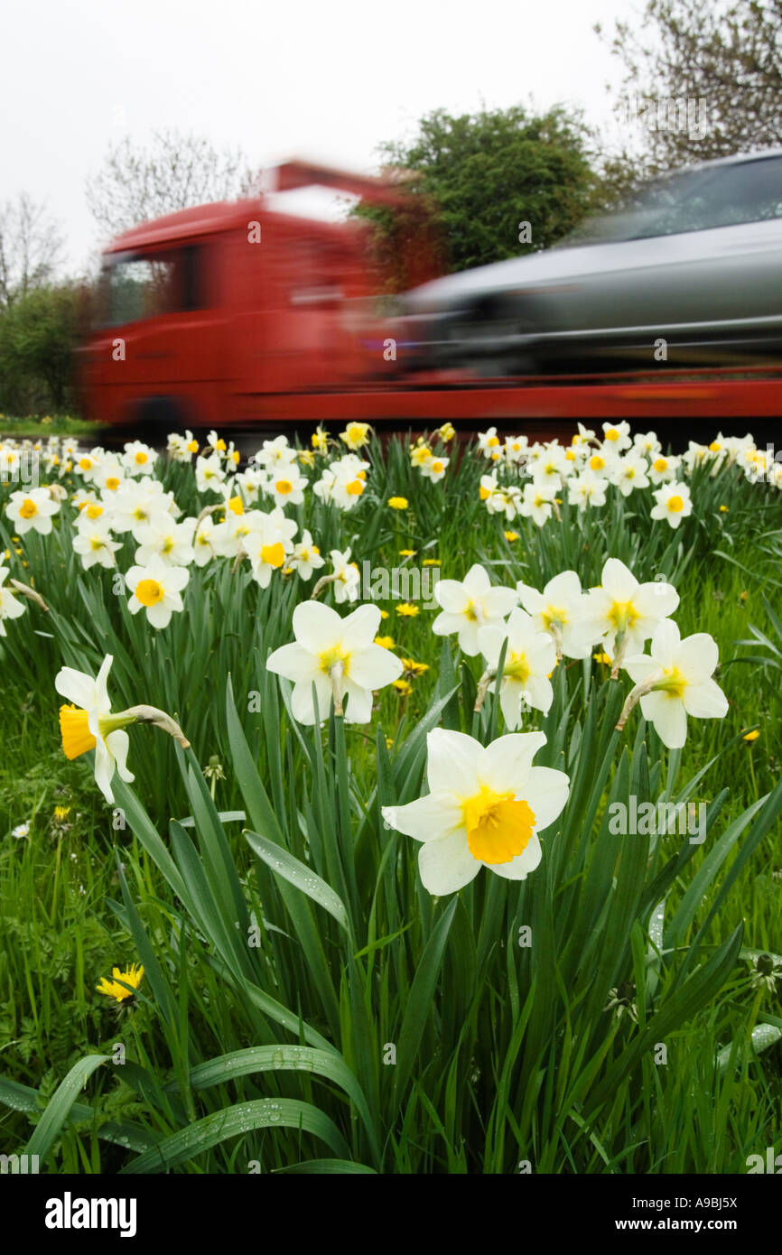 Daffodils in Spring with vehicle or truck driving past at speed Stock ...