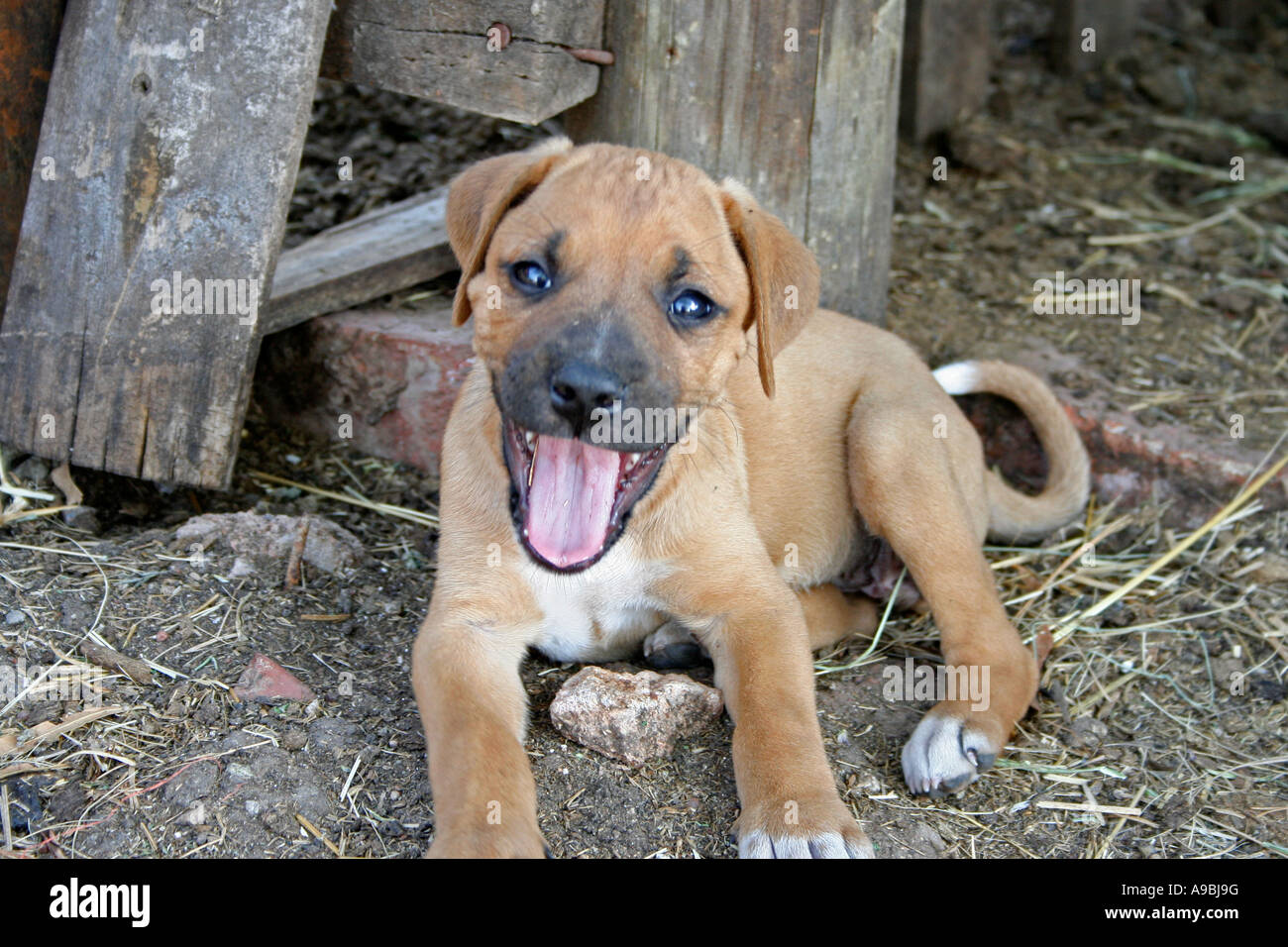 Yawning puppy hi-res stock photography and images - Alamy