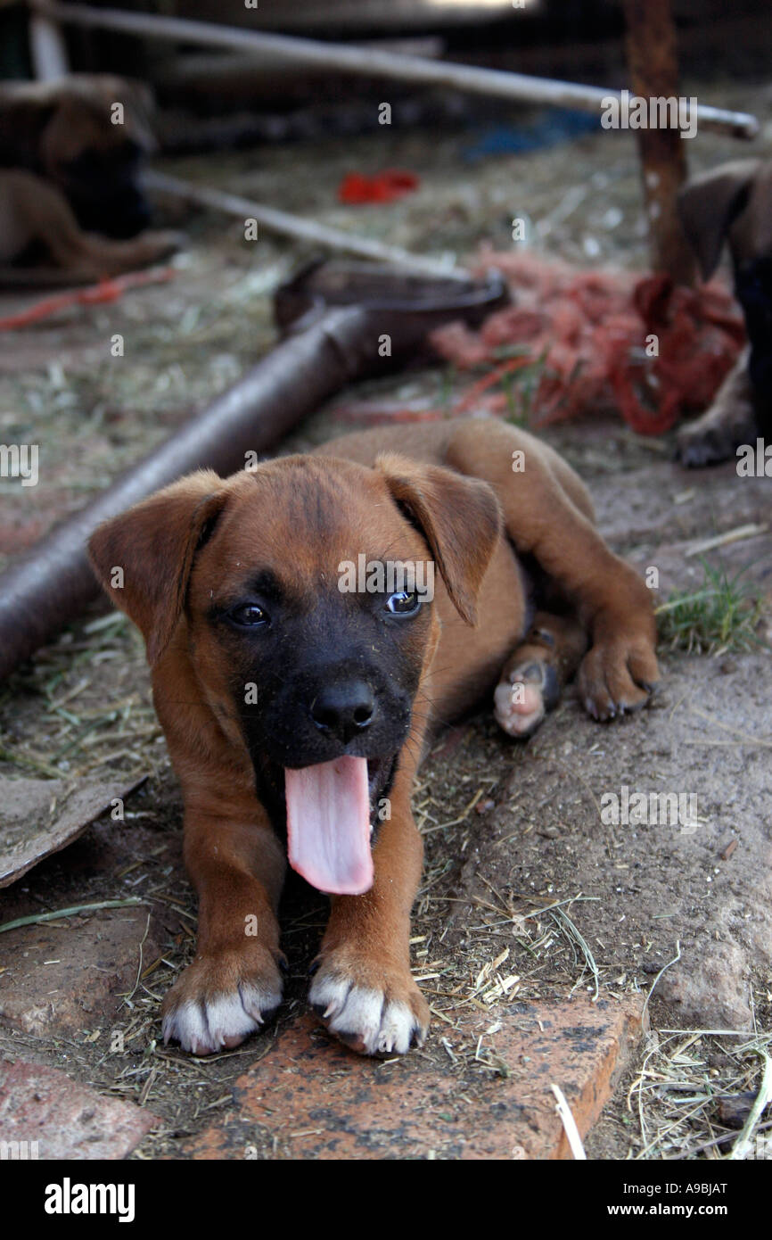 Yawning puppy hi-res stock photography and images - Alamy