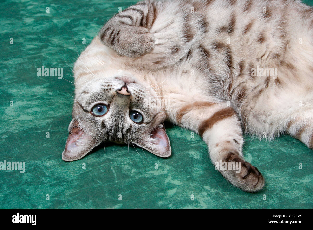 Cat rolling hi-res stock photography and images - Alamy