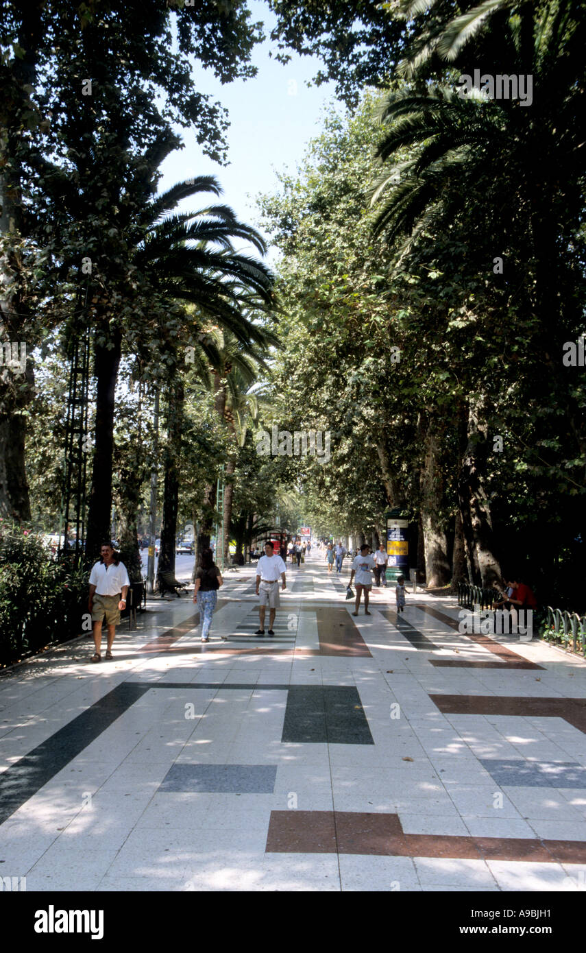 Tree lined promenade in Malaga Spain Stock Photo - Alamy