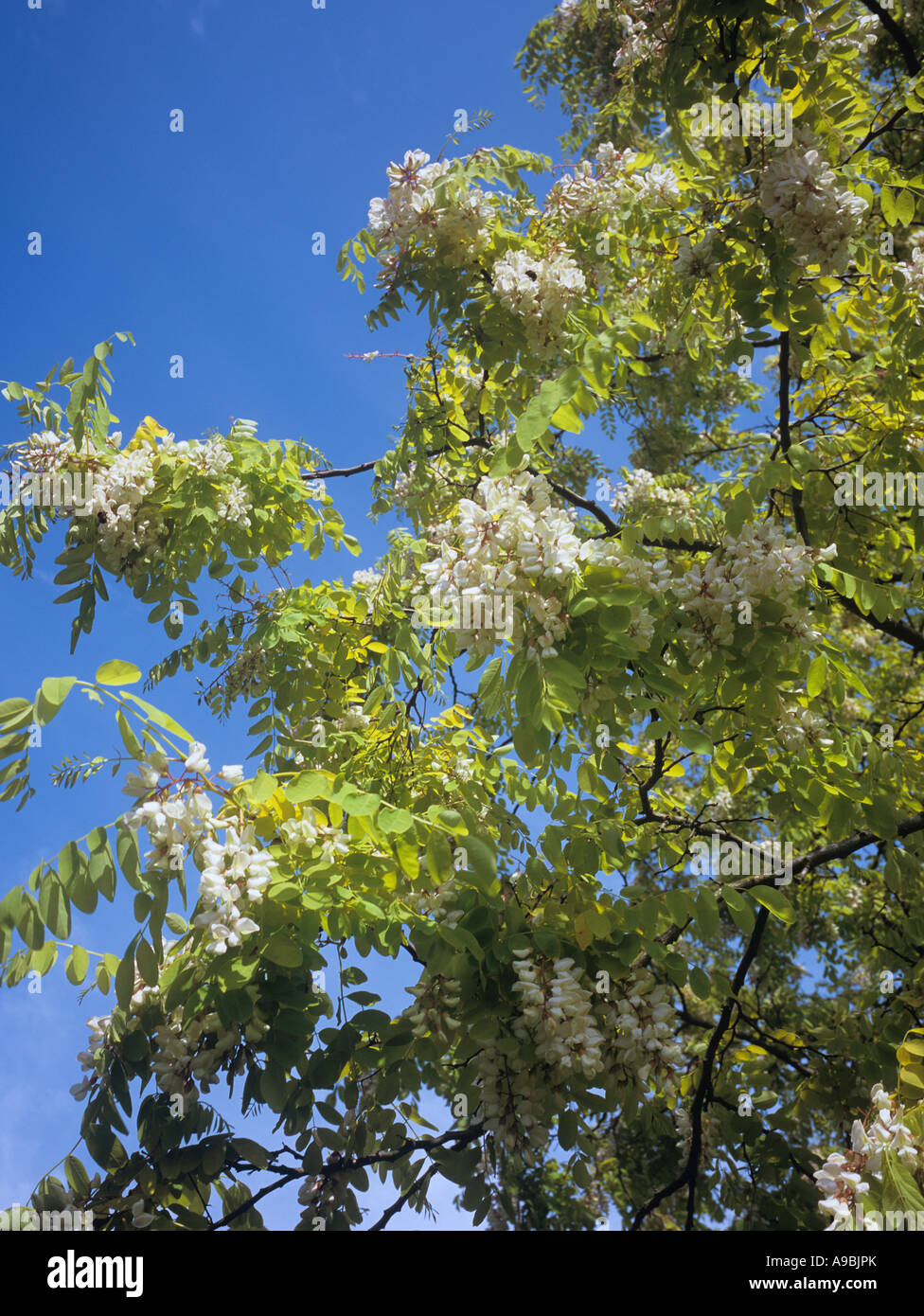 Robinia flowers hi-res stock photography and images - Alamy