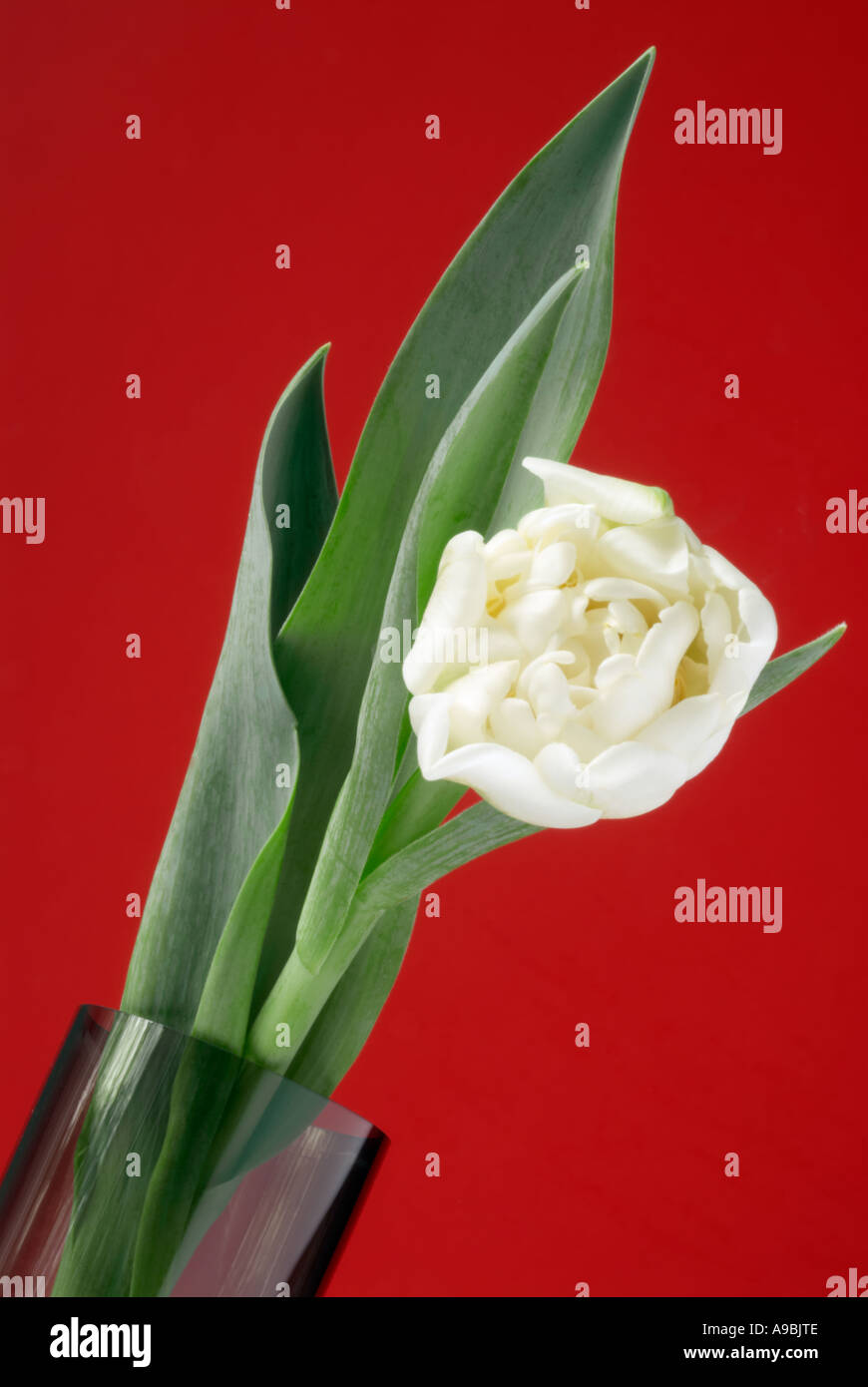 White single flowering tulip in a vase container on a red background ...