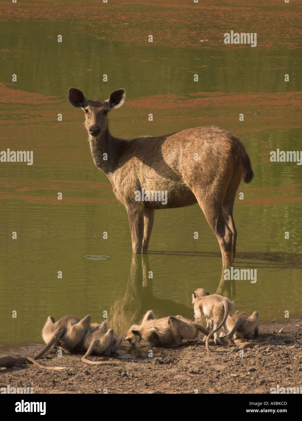 Unicolour hi-res stock photography and images - Alamy