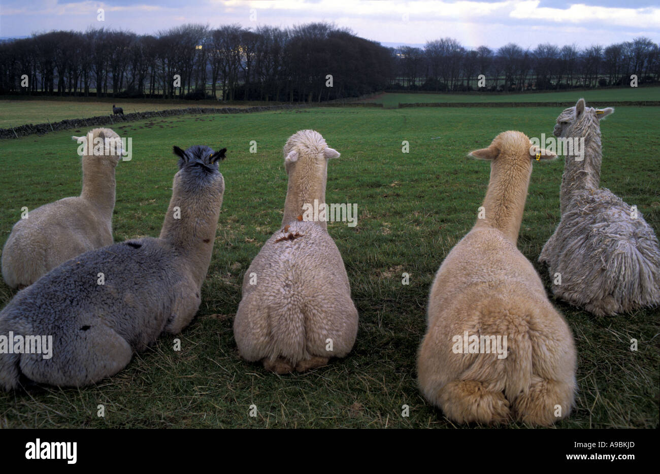 Rear view of Five resting Alpacas at Ringinglow in Sheffield "Great ...