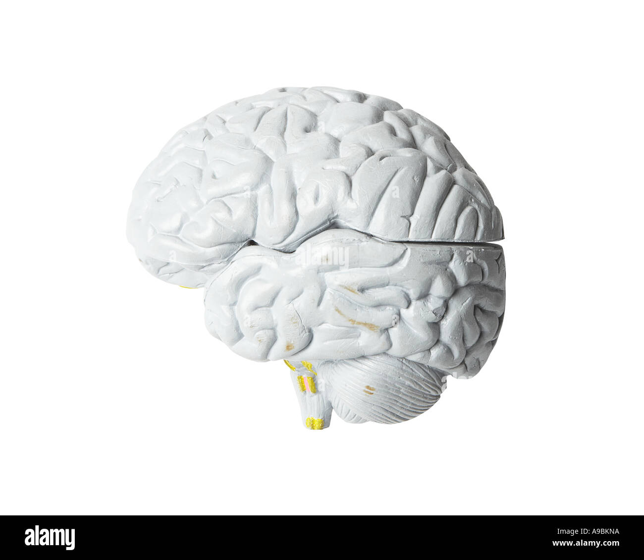 Medical model brain on white background with clipping path Stock Photo ...