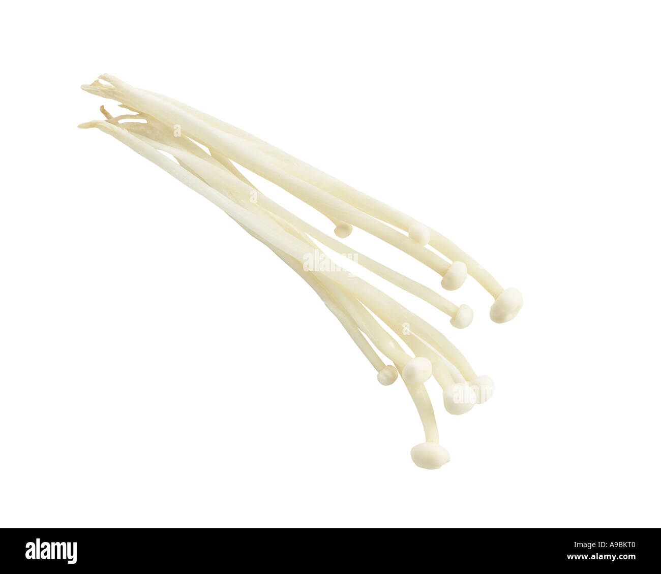 Enaki mushrooms on white background with clipping path Stock Photo - Alamy