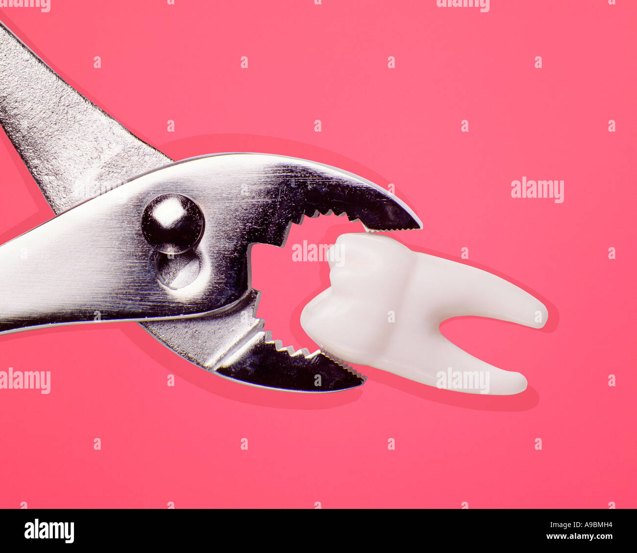 Tooth pulled out with pliers, magenta background and clipping path ...
