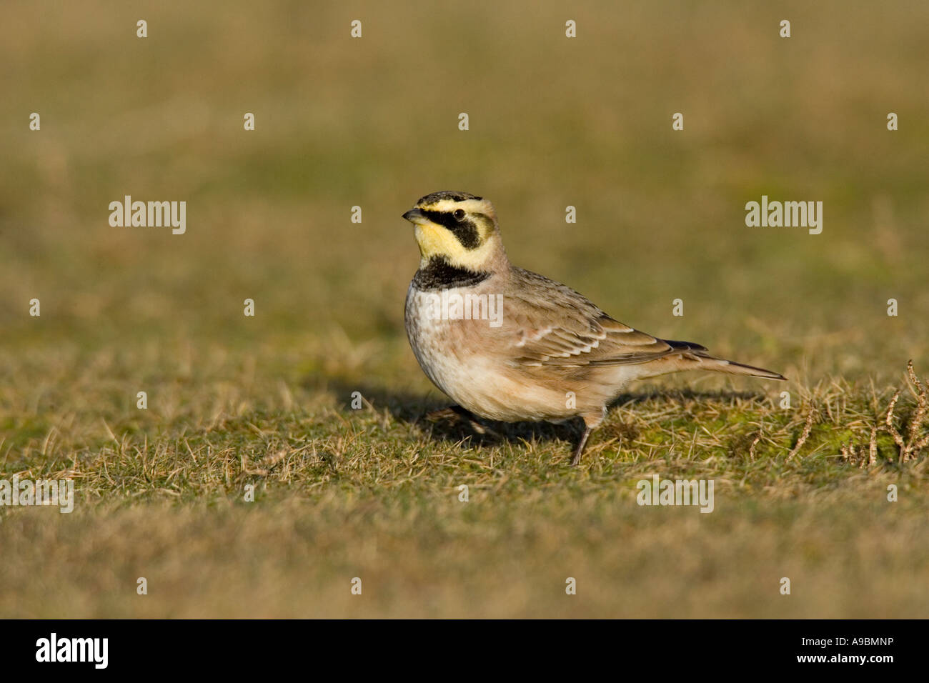 Lothian avian hi-res stock photography and images - Alamy