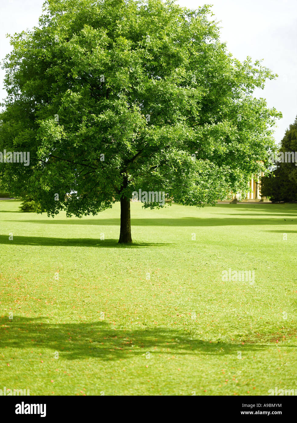 young oak tree Stock Photo - Alamy