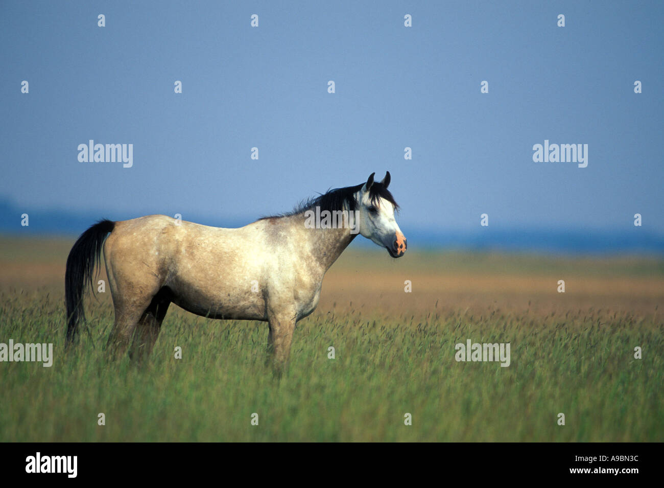 Nonius horse hi-res stock photography and images - Alamy