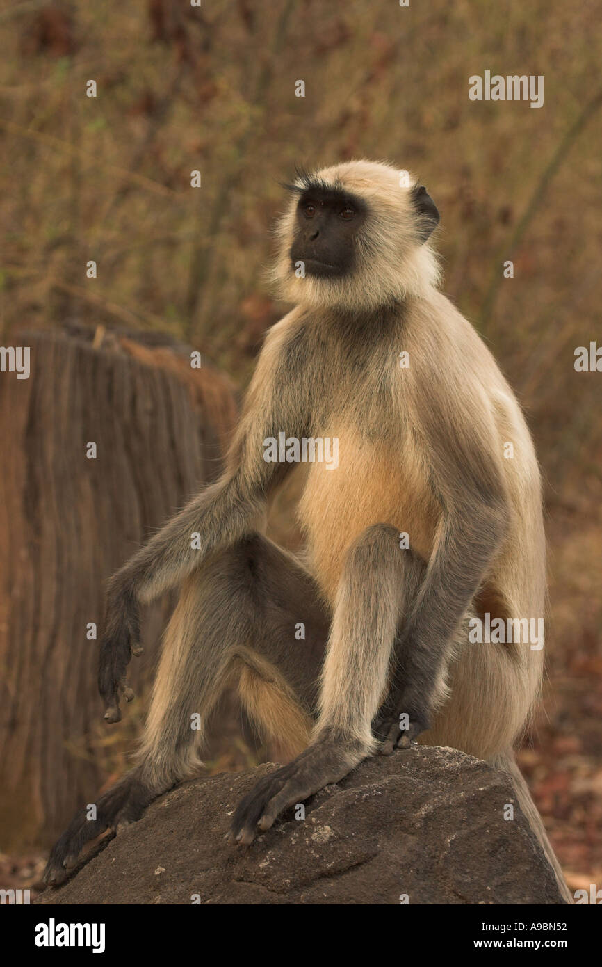 langur monkey Catarrhini Cercopithecidae Stock Photo - Alamy