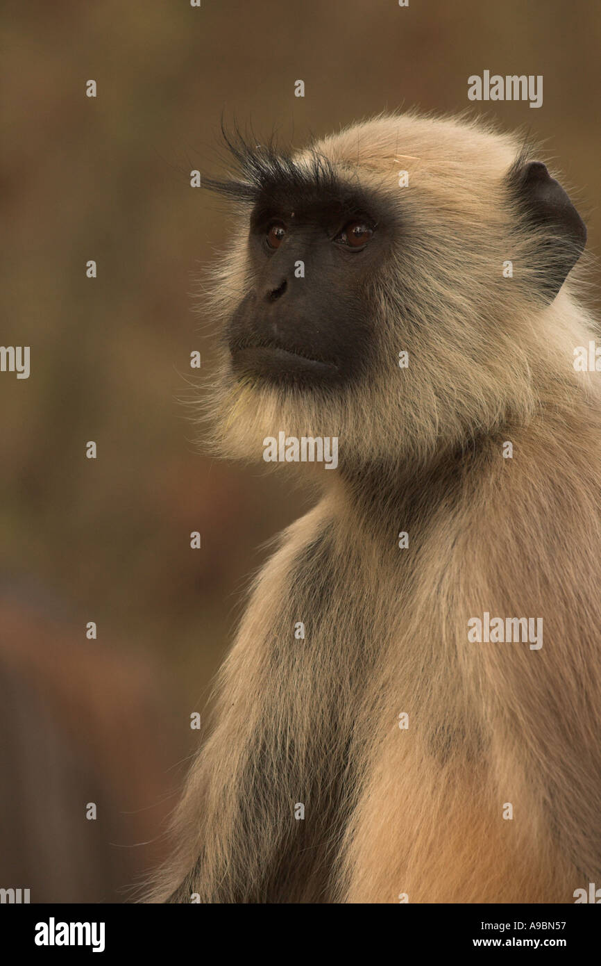 Cercopithecidae High Resolution Stock Photography and Images - Alamy