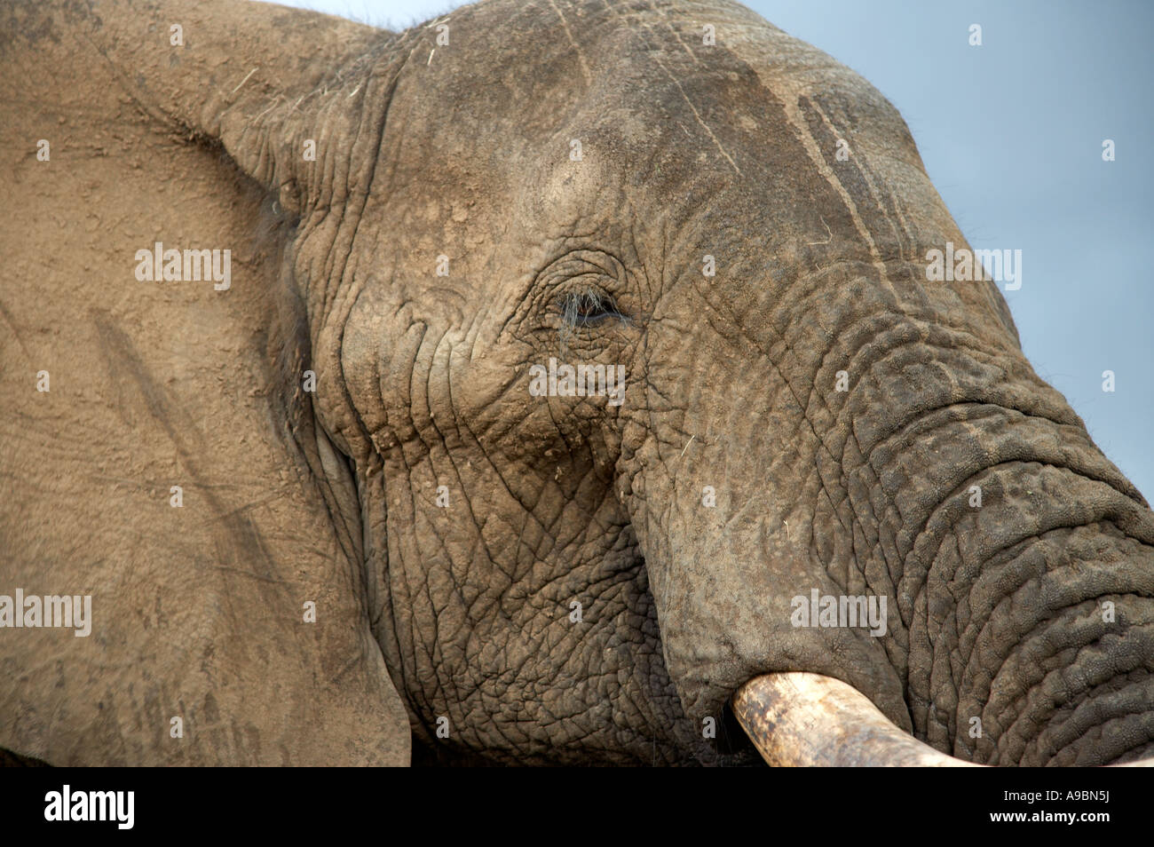 Elephants face hi-res stock photography and images - Alamy