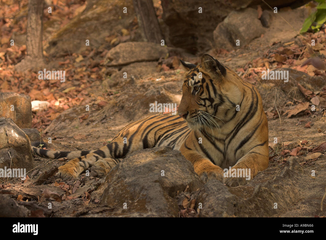 tiger felis tigris Stock Photo - Alamy