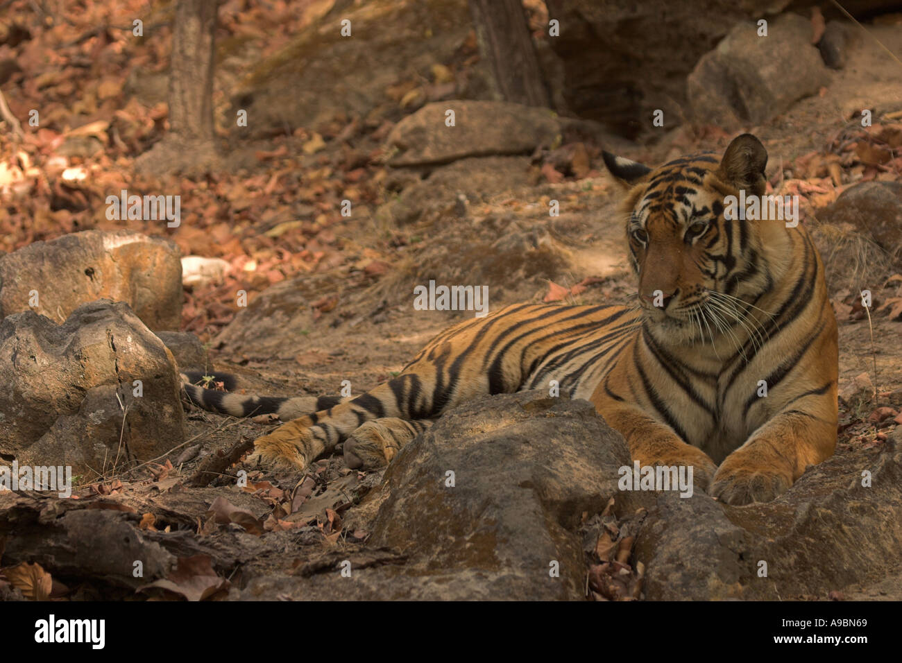 Felis tigris hi-res stock photography and images - Alamy