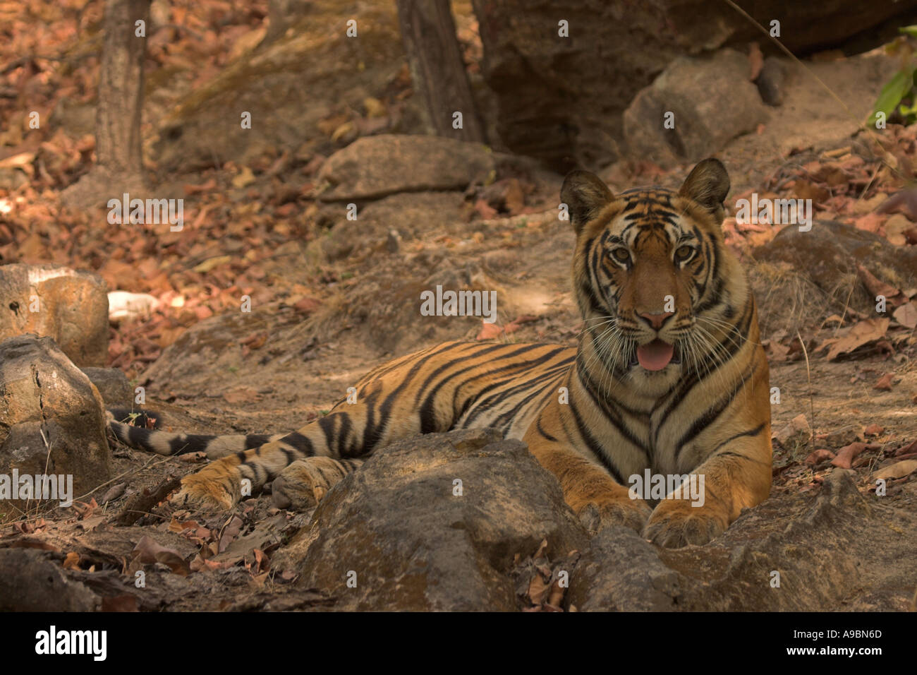 Felis tigris hi-res stock photography and images - Alamy