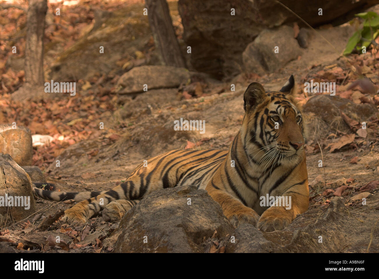 Felis tigris hi-res stock photography and images - Alamy