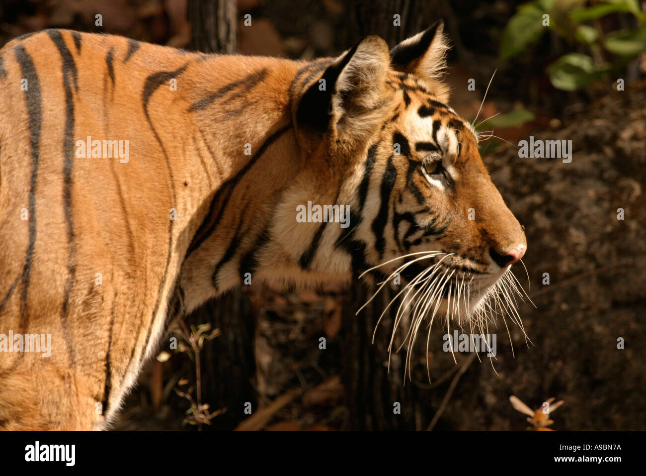 tiger felis tigris Stock Photo - Alamy