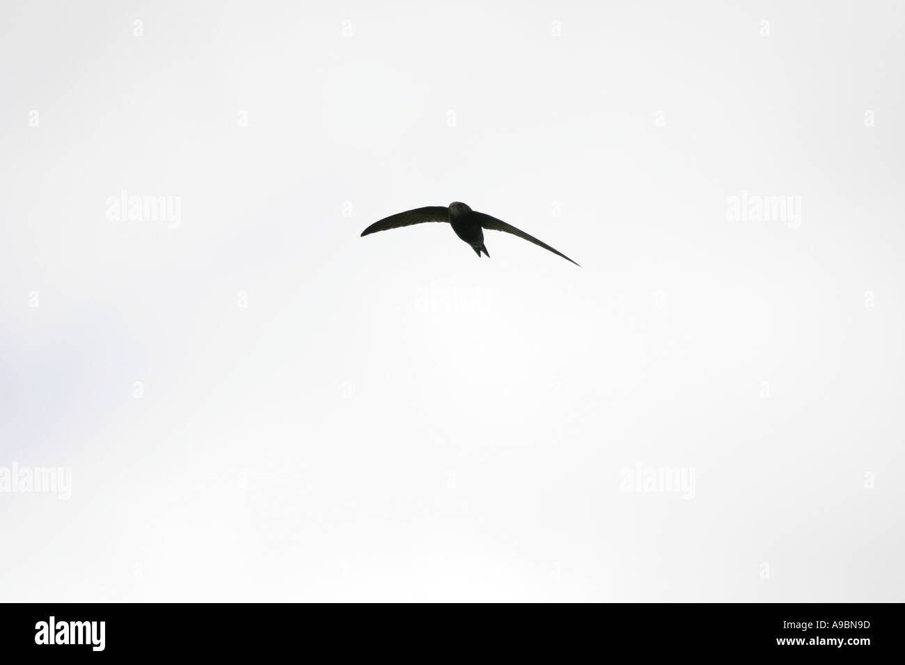 Swift bird uk london hi-res stock photography and images - Alamy