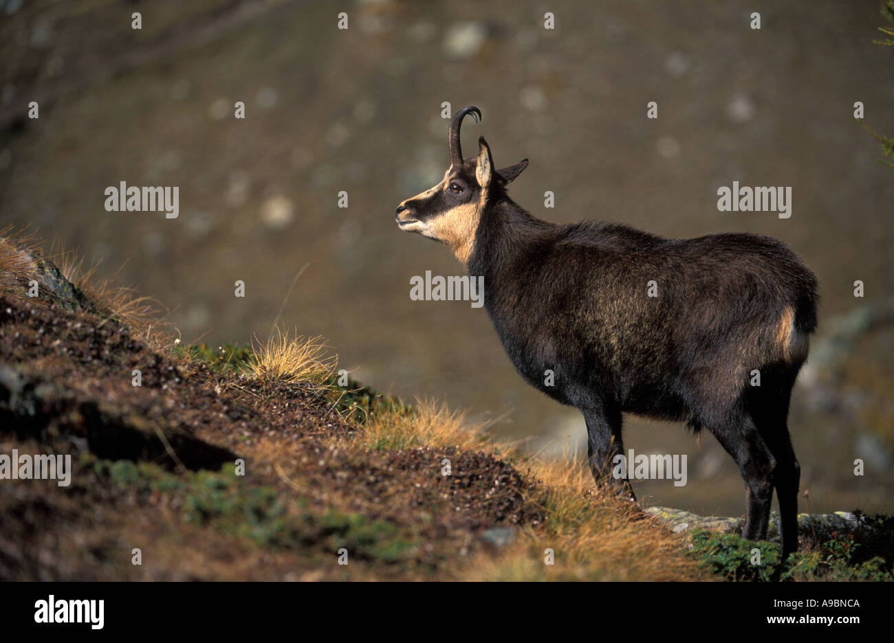 Chamois images hi-res stock photography and images - Alamy
