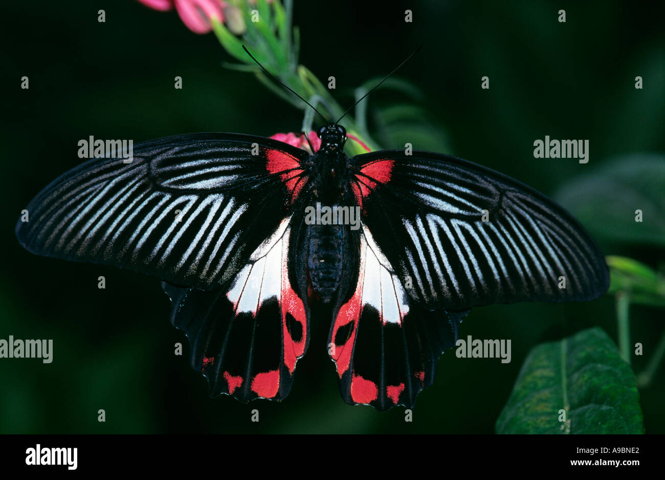 Scarlet swallowtail, Papilio rumanzovia Stock Photo - Alamy