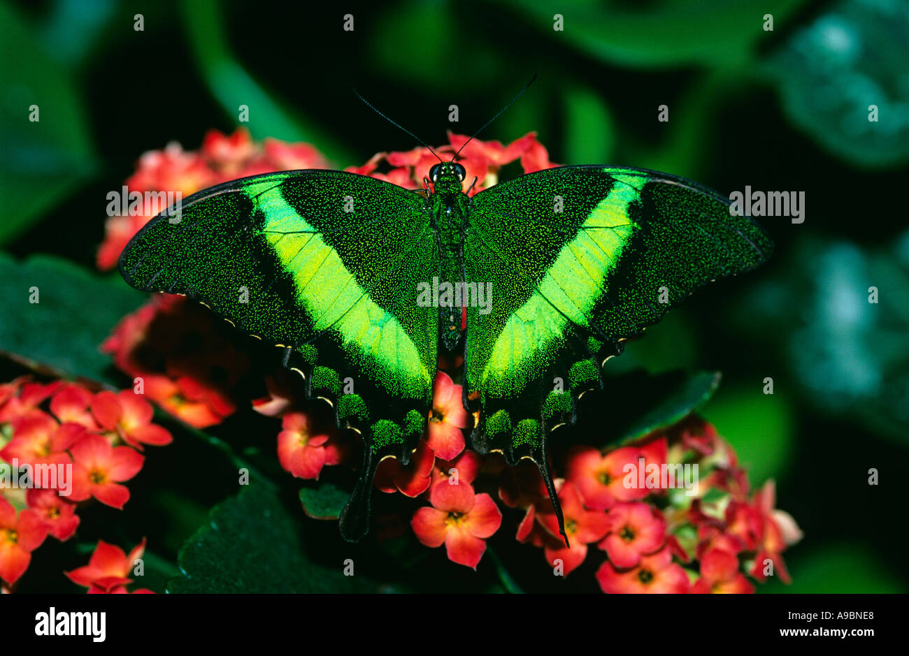 Emerald Swallowtail, Papilio palinurus Stock Photo - Alamy