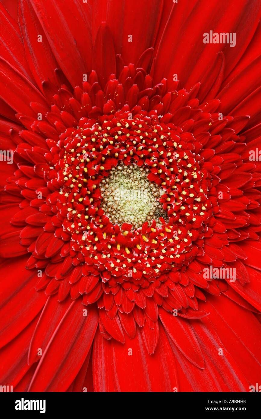 Beautiful red summer flower in full blossom Stock Photo - Alamy