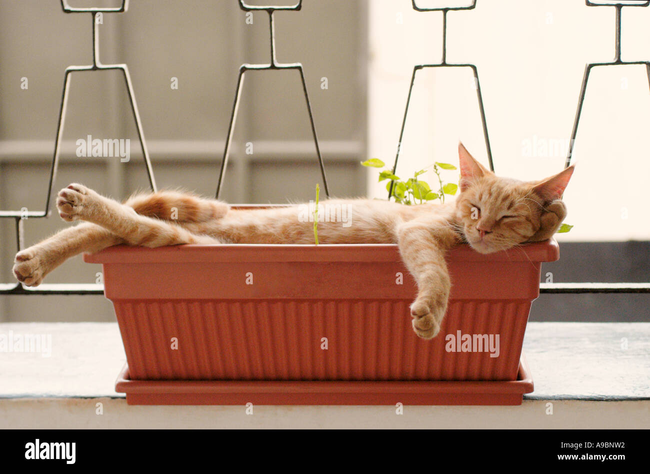 Exasperated Animal Funny