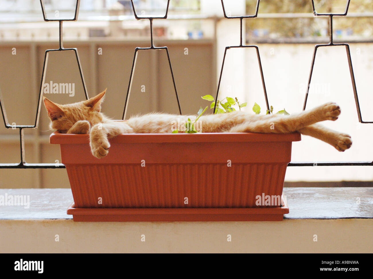 Exasperated Animal Funny