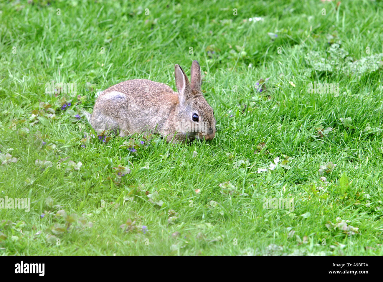 Cute baby bunny rabbit in field Stock Photo - Alamy