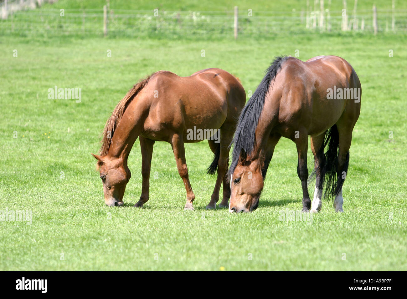 Pictures of ponies and horses hi-res stock photography and images - Alamy