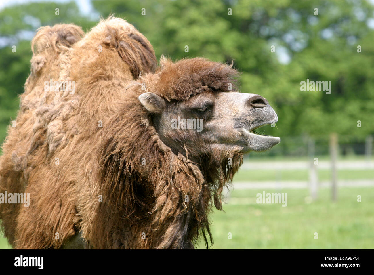 Scruffy looking moulting camel Stock Photo - Alamy