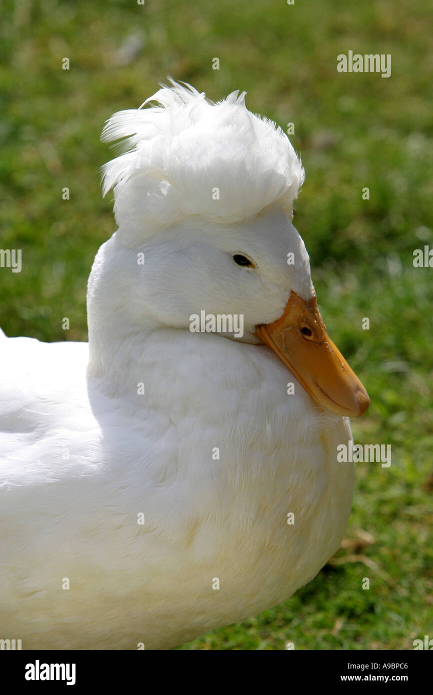 Domestic duck images hi-res stock photography and images - Alamy