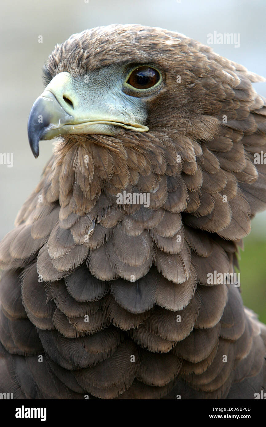 Beautiful Bateleur Eagle Stock Photo - Alamy
