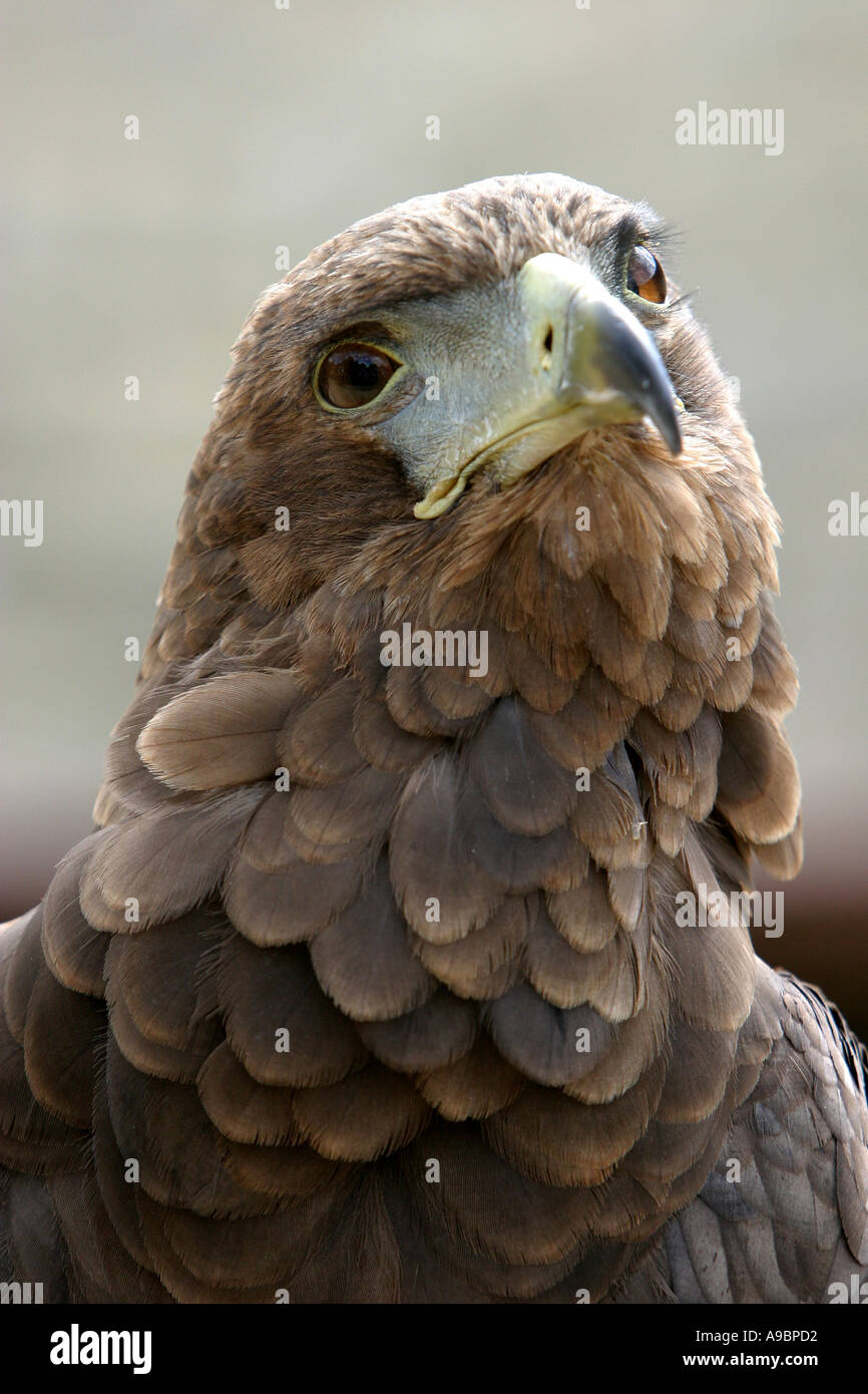Bateleur eagle closeup hi-res stock photography and images - Alamy