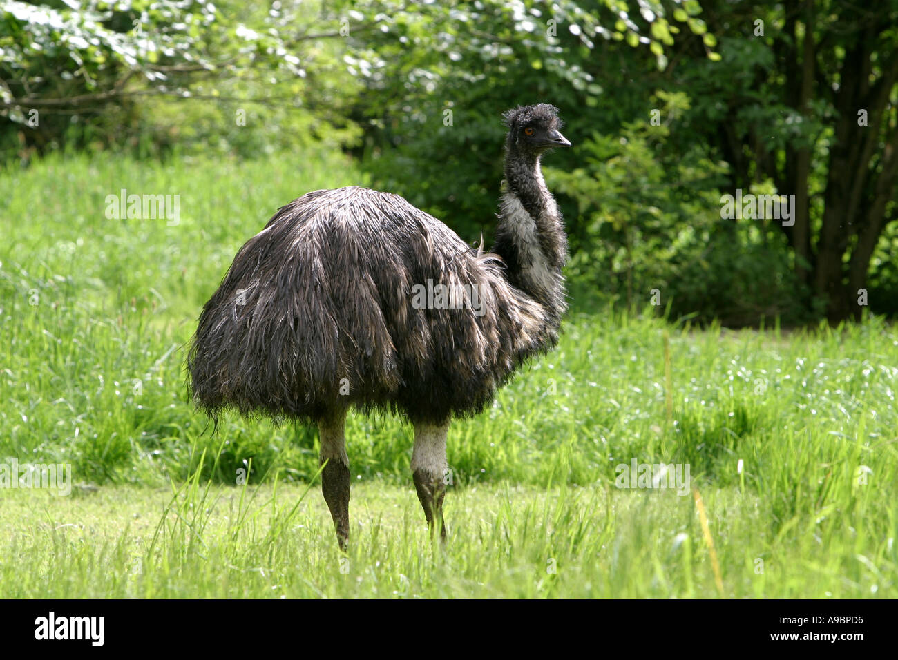 Candid caged hi-res stock photography and images - Alamy