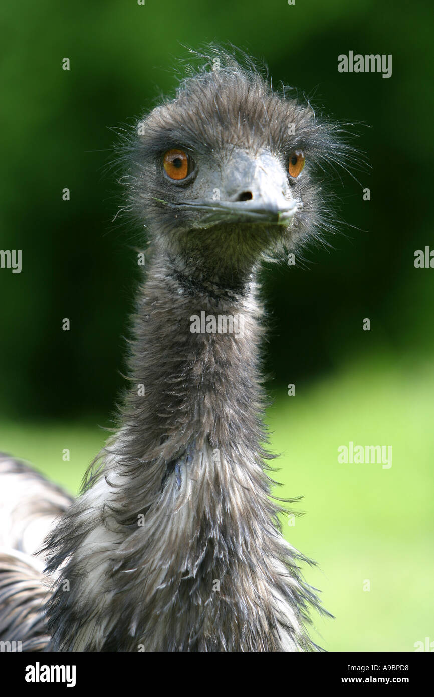 Candid caged hi-res stock photography and images - Alamy